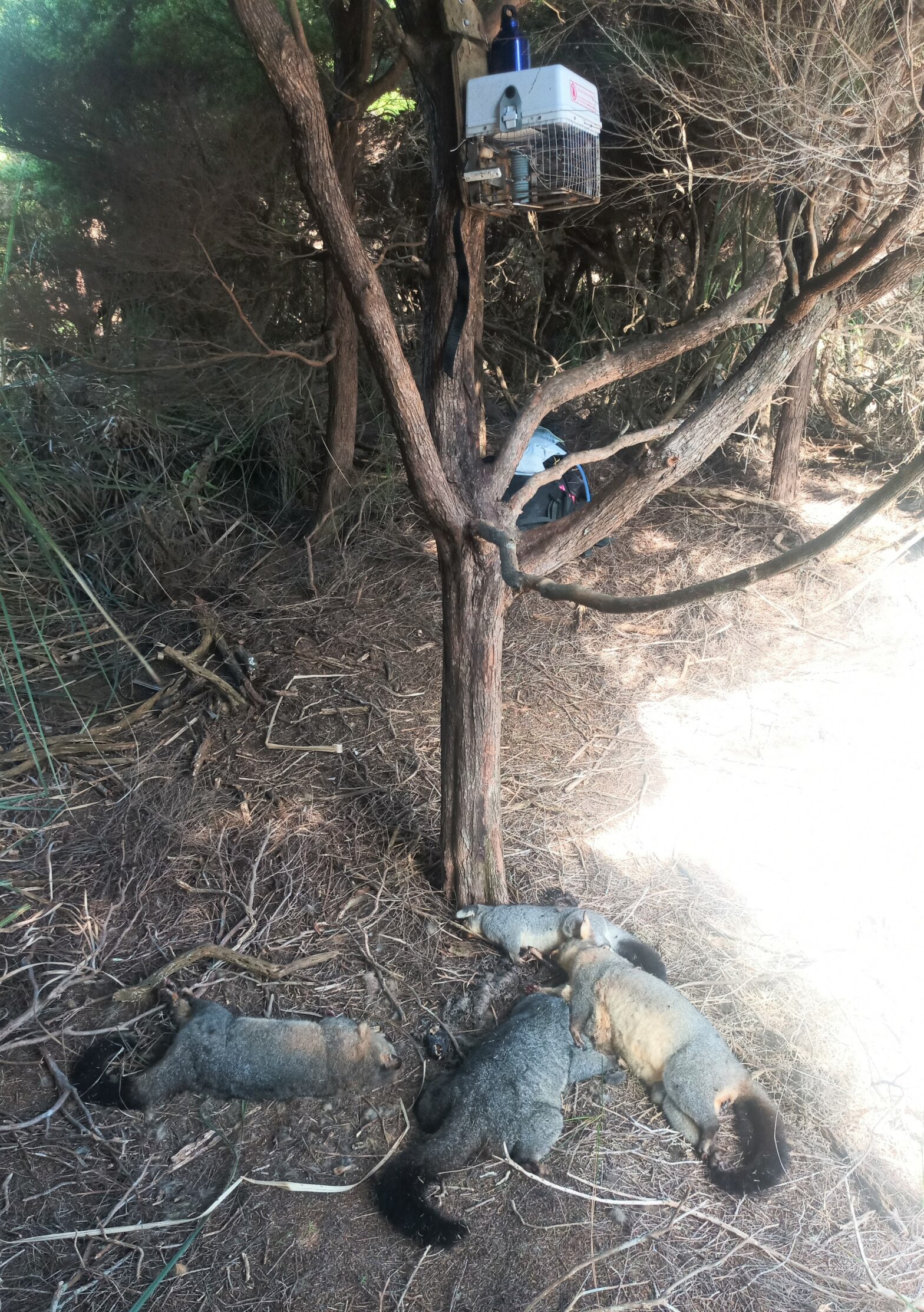 Automated traps working hard over summer! - Predator Free Whangarei