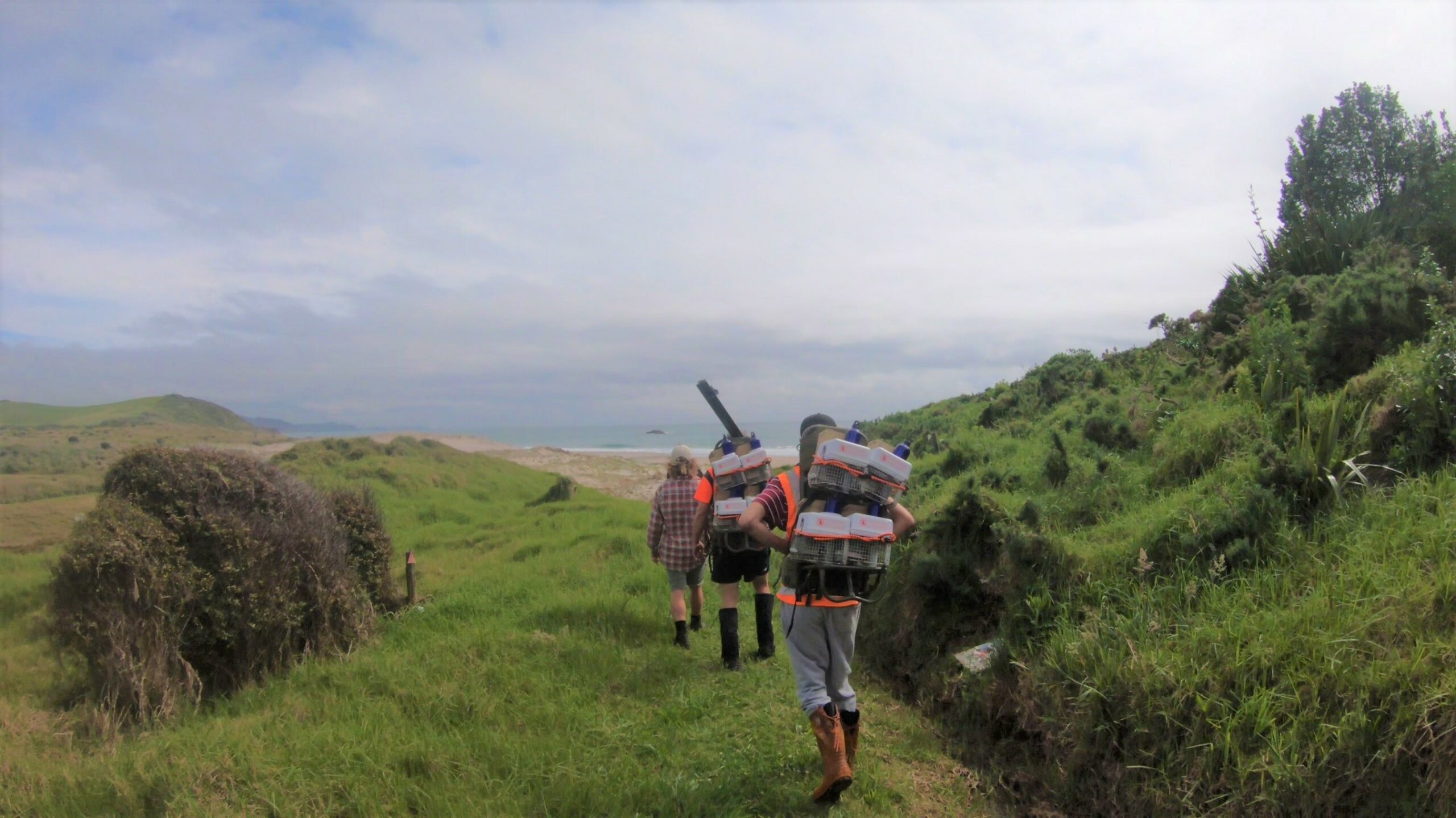 Automated traps working hard over summer! - Predator Free Whangarei